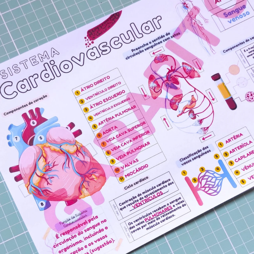 Sistema Cardiovascular - Mapa Interativo - Biótica Lab